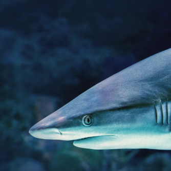 Aquarium - The shark lagoon - Musée Océanographique de Monaco