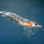 Gibt es Wale im Mittelmeer? - Musée Océanographique de Monaco