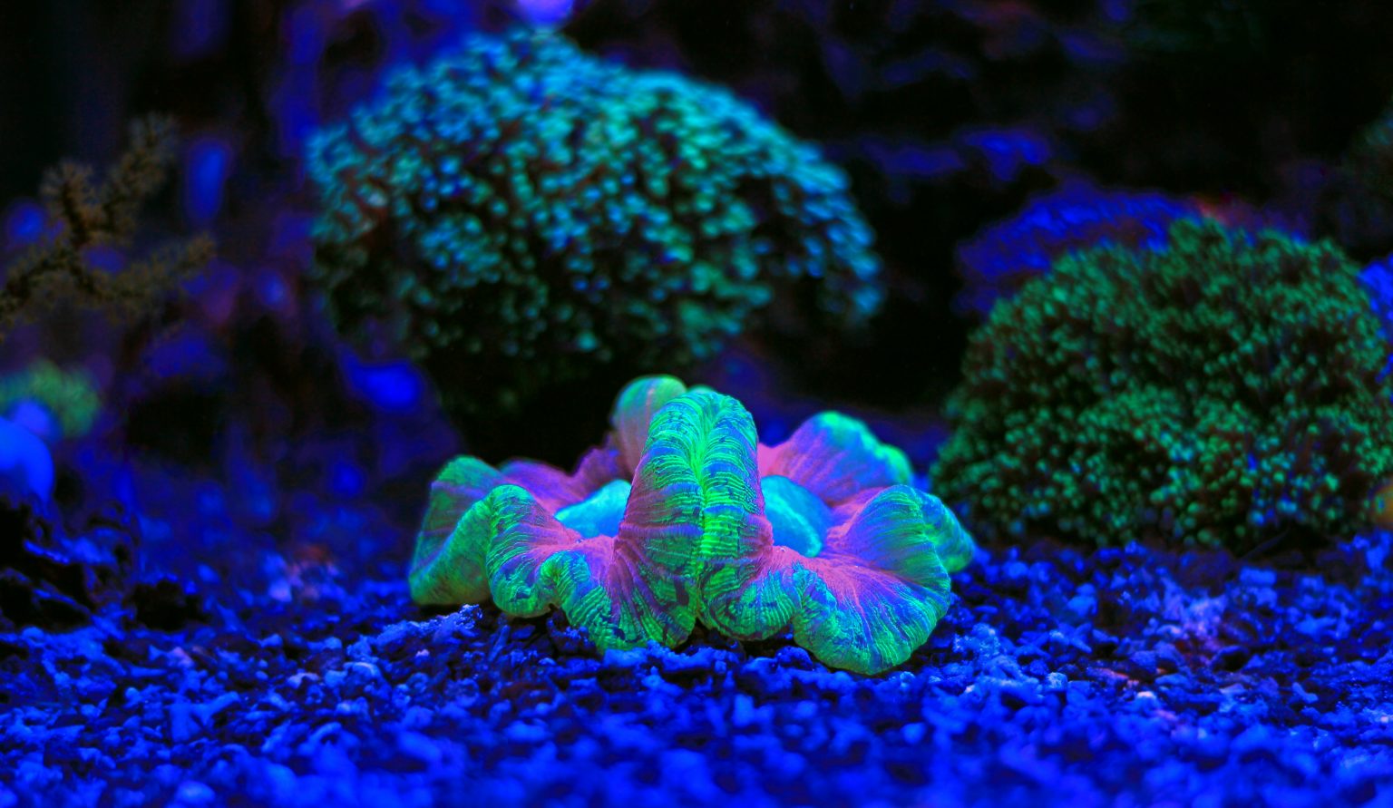 Aquarium - Fluorescent coral tank - Musée Océanographique de Monaco