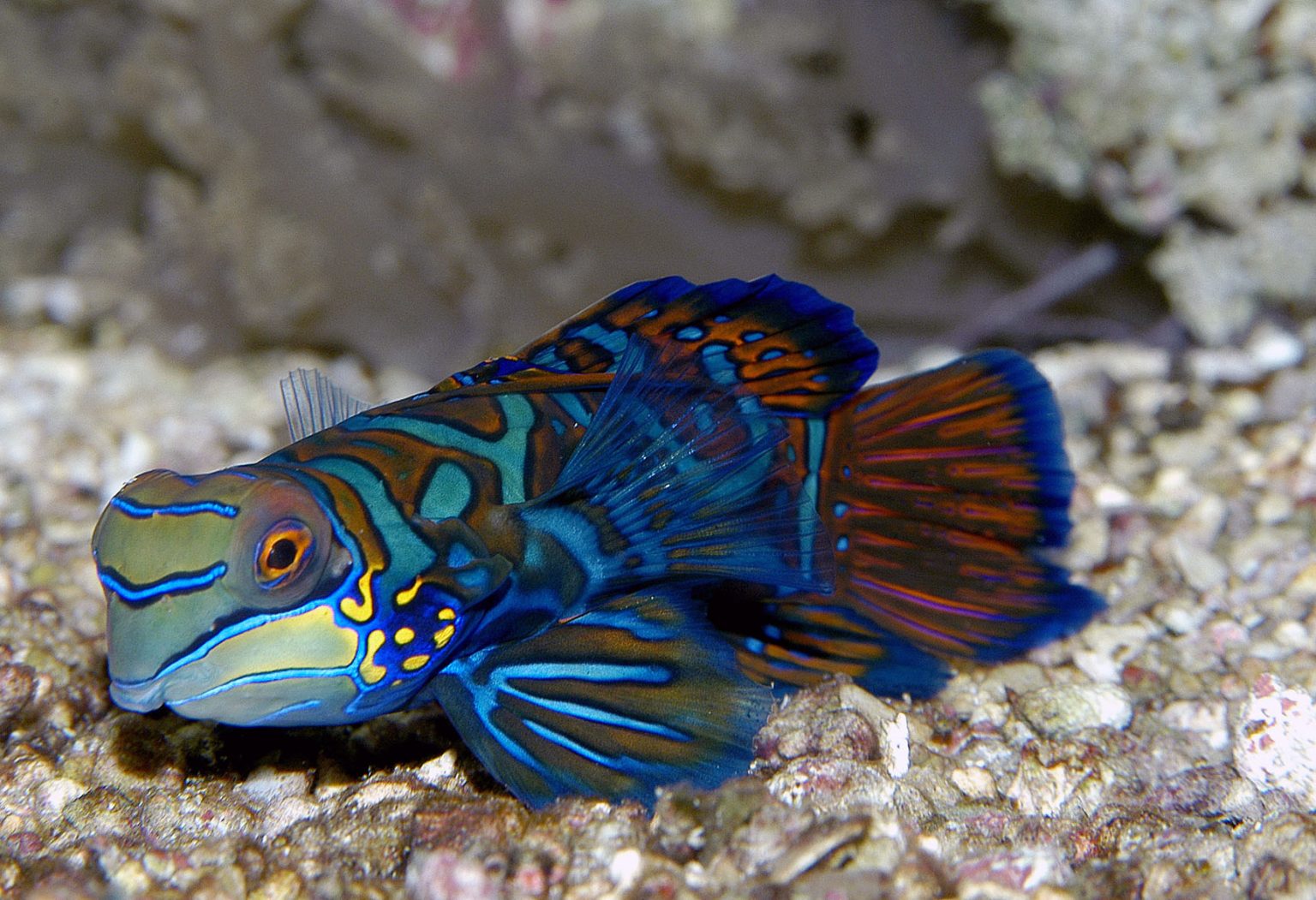 Geboorte in het museum - Musée Océanographique de Monaco