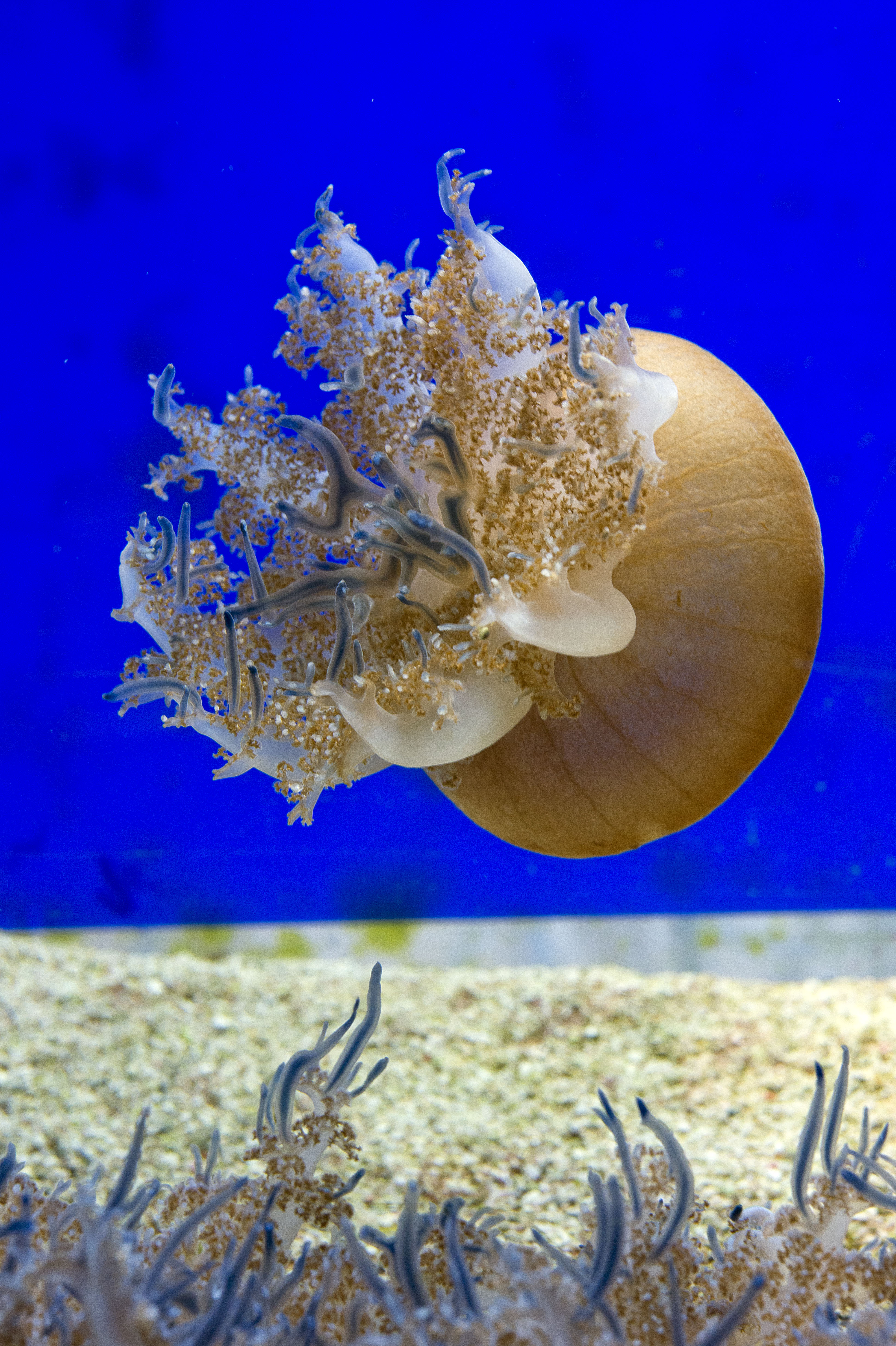 Reproduction : la Pouponnière du Musée - Musée Océanographique de Monaco