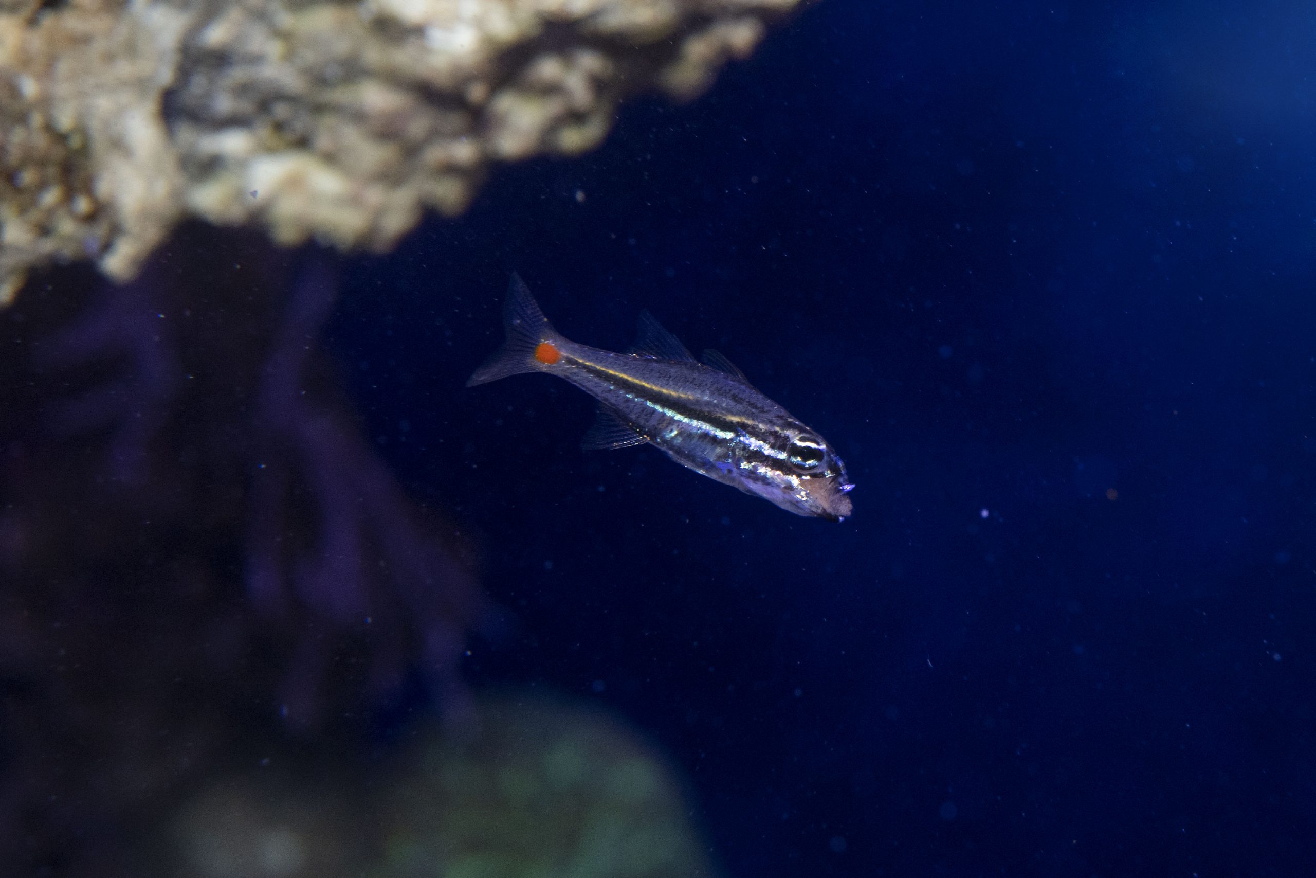 Première mondiale : naissance de poissons Hachette nains en aquarium ...