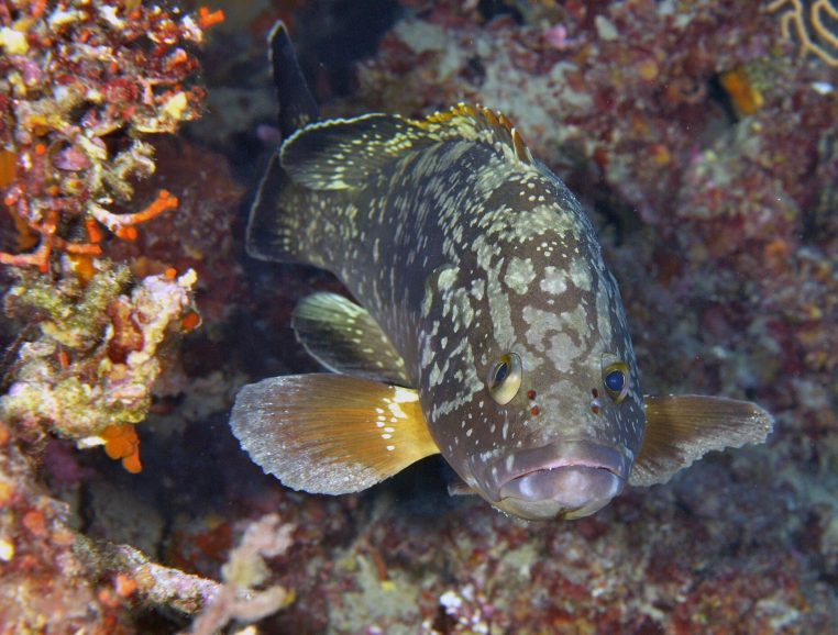 Chapitre 3 - Les Aquariums du Musée - Musée Océanographique de Monaco