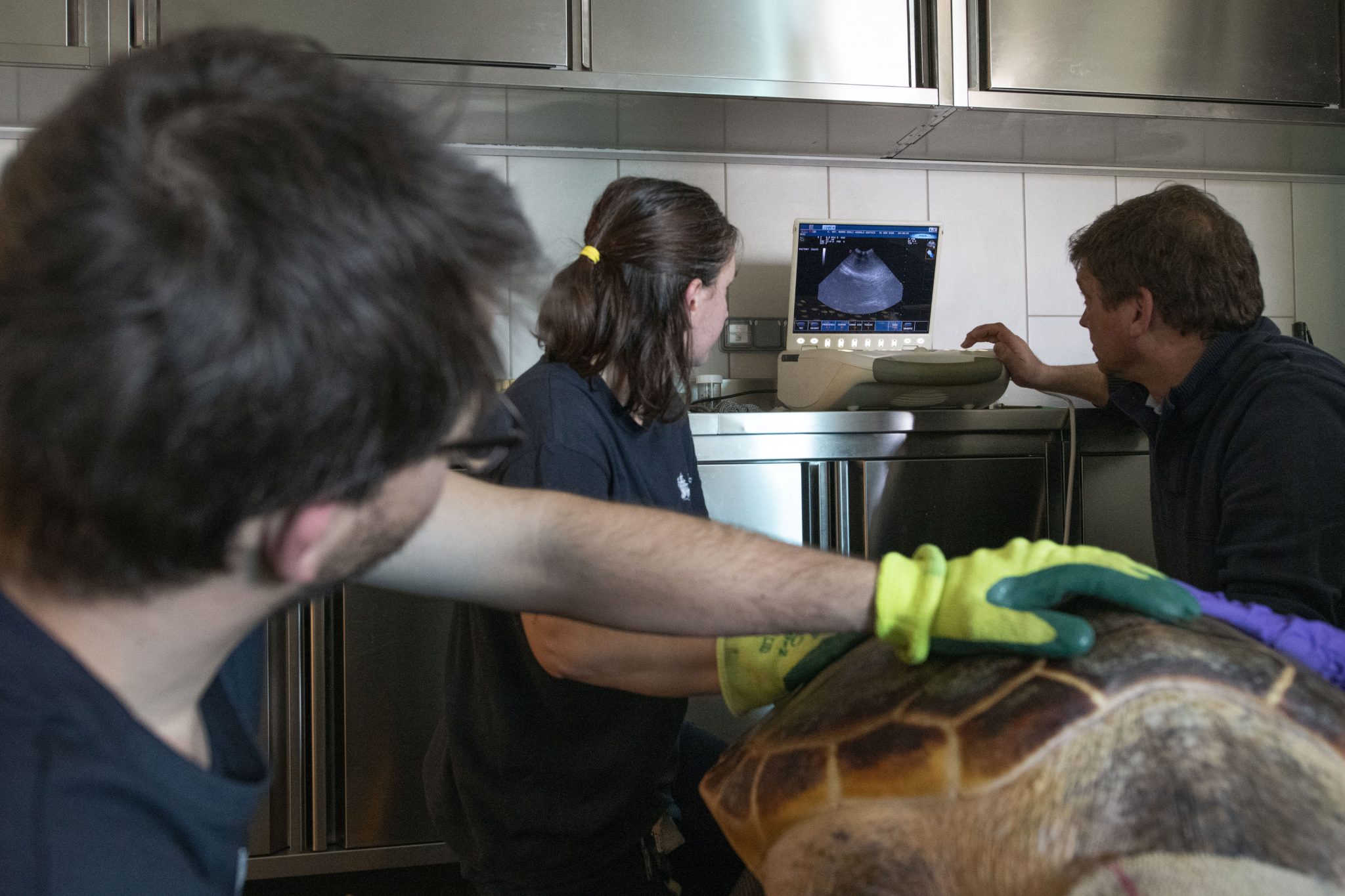 Chapter 4 - The Turtle Odyssey - Musée Océanographique de Monaco